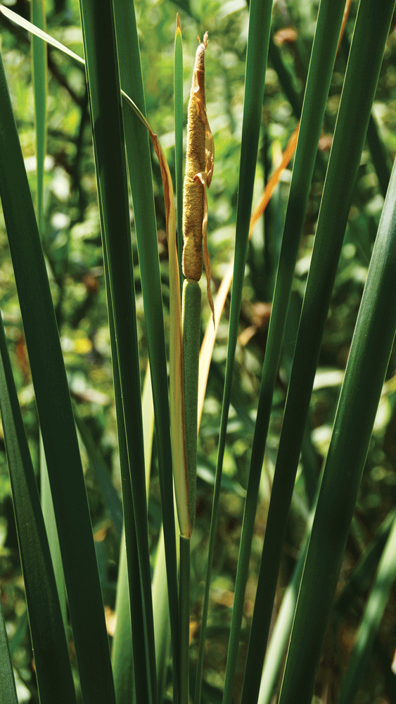 Cattails: King of the Waterways - American Outdoor Guide