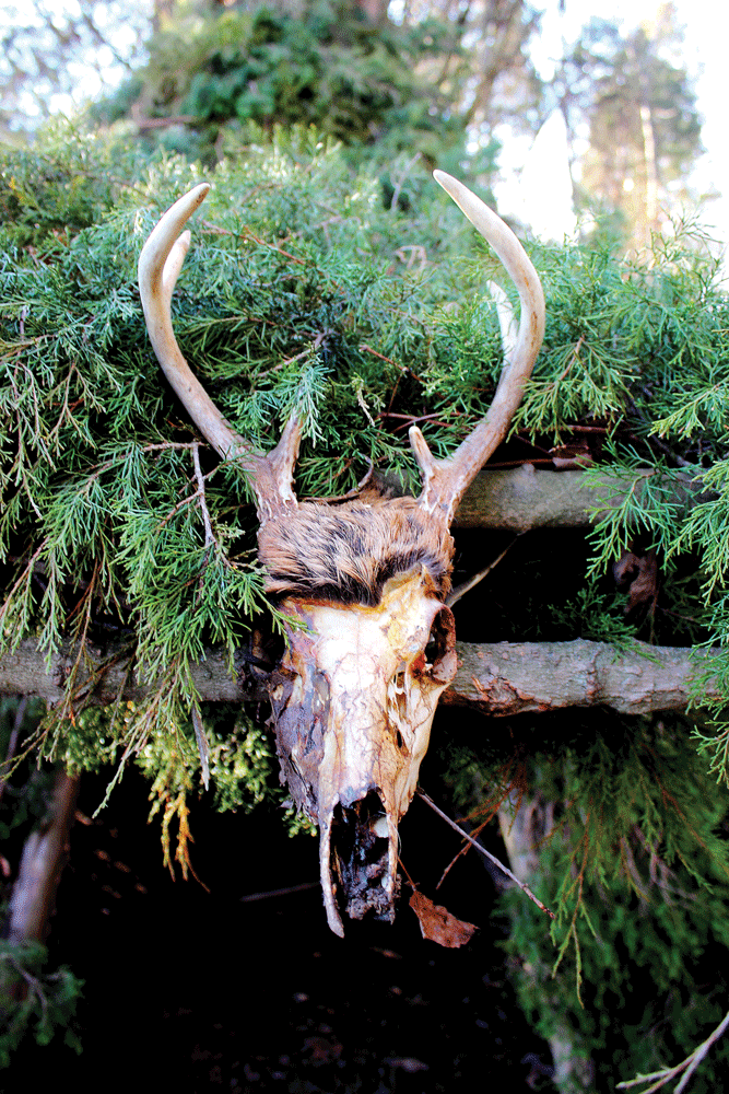 The Bushcraft Movement - American Outdoor Guide