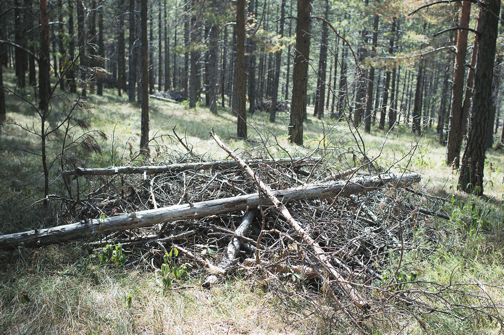 Fire Lay 101 - American Outdoor Guide