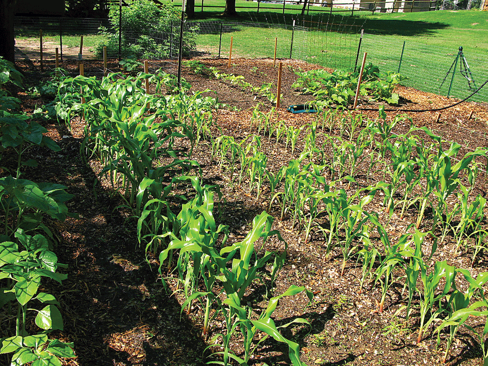 Secret Garden of Survival: Growing a Hidden Food Forest - American ...