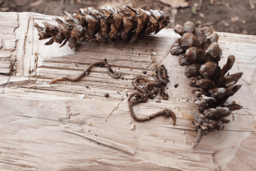 Native Fishing: How to Build a Primitive Fish Basket Trap - American ...