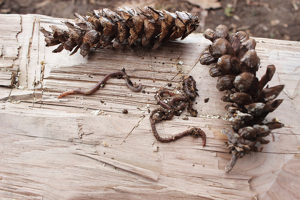 Native Fishing: How to Build a Primitive Fish Basket Trap - American ...