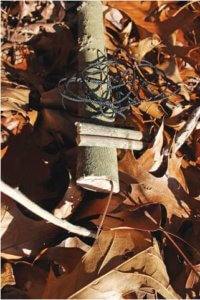 Making Traps for Small Game - American Outdoor Guide