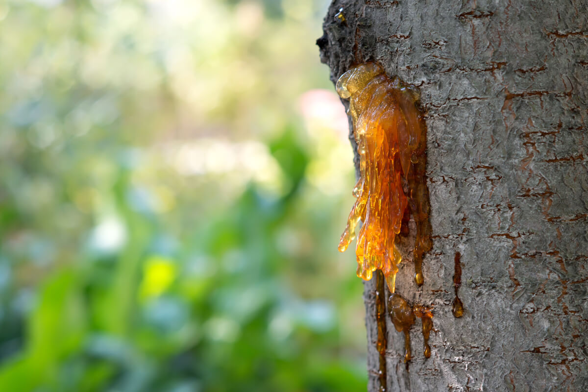 Here's How to Make a Survival Tree Resin Torch