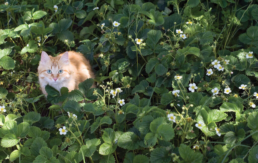 Pet Protection 101 - American Outdoor Guide