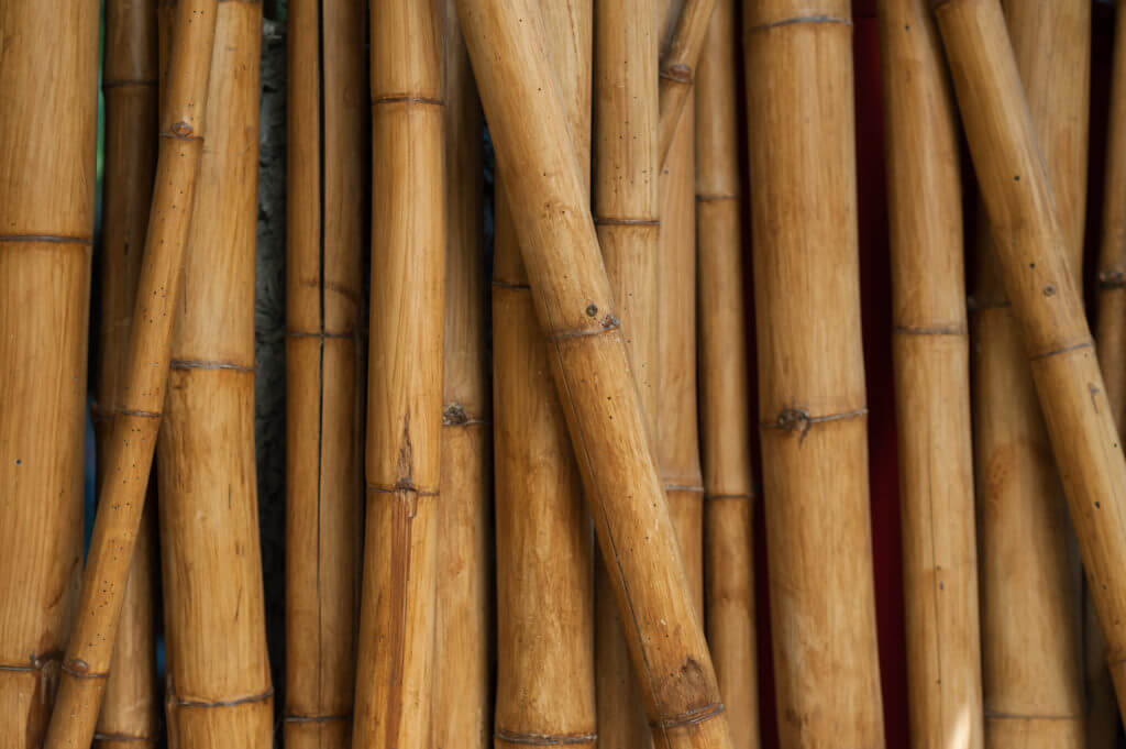 The Swiss-Army Shoot: 5 Survival Uses for Bamboo - American Outdoor Guide