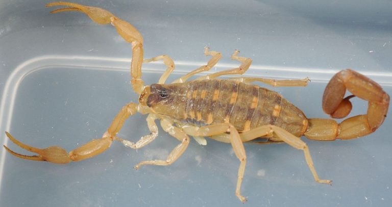 Fatal Stingers: The 6 Deadliest Scorpions in the World
