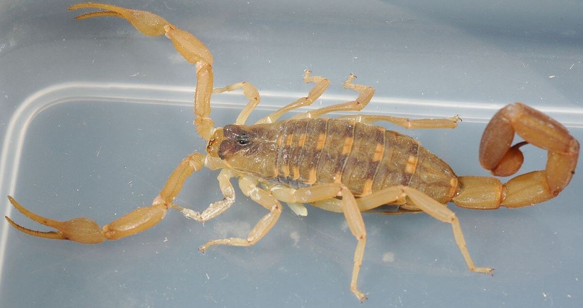 Fatal Stingers: The 6 Deadliest Scorpions in the World