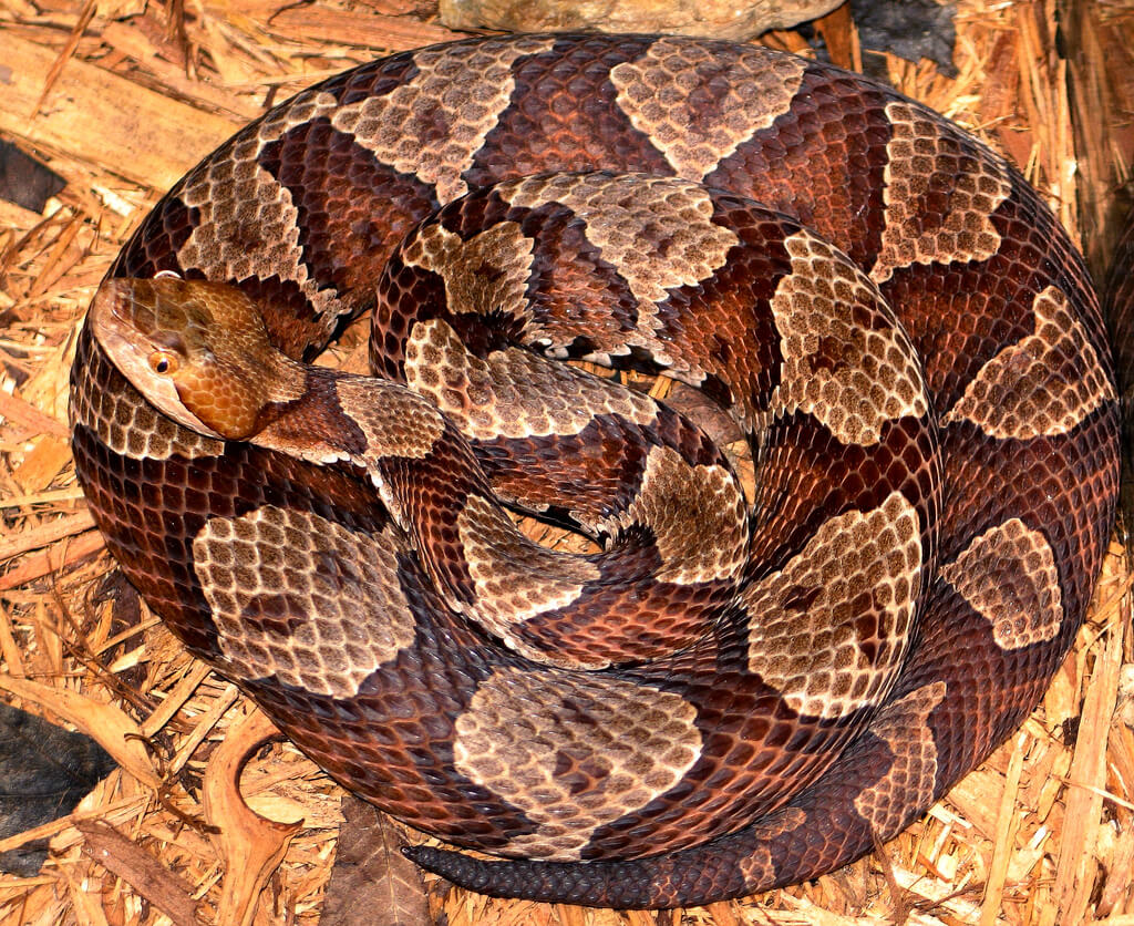 Learn How To Identify The 9 Most Venomous Snakes