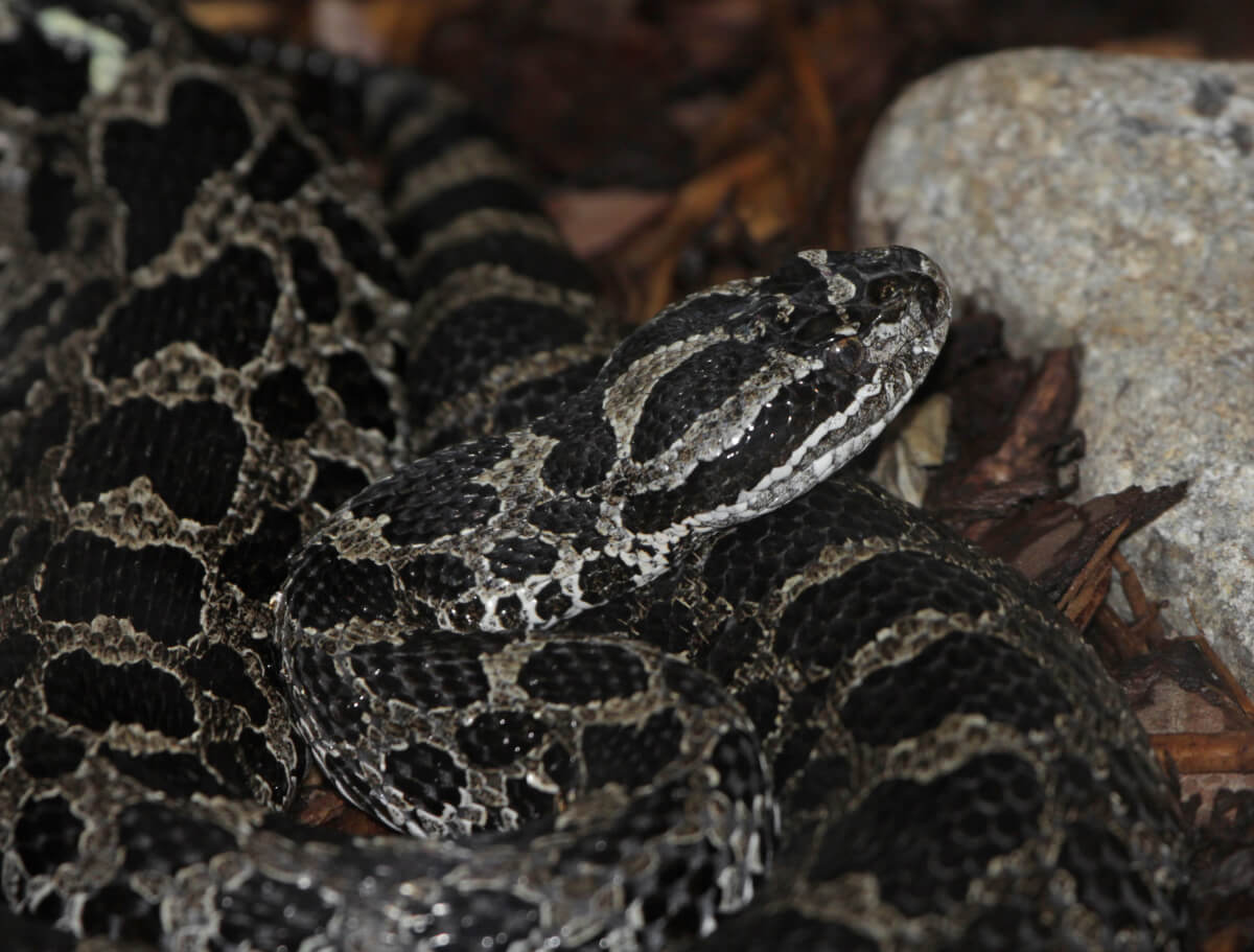 Learn How To Identify The 9 Most Venomous Snakes