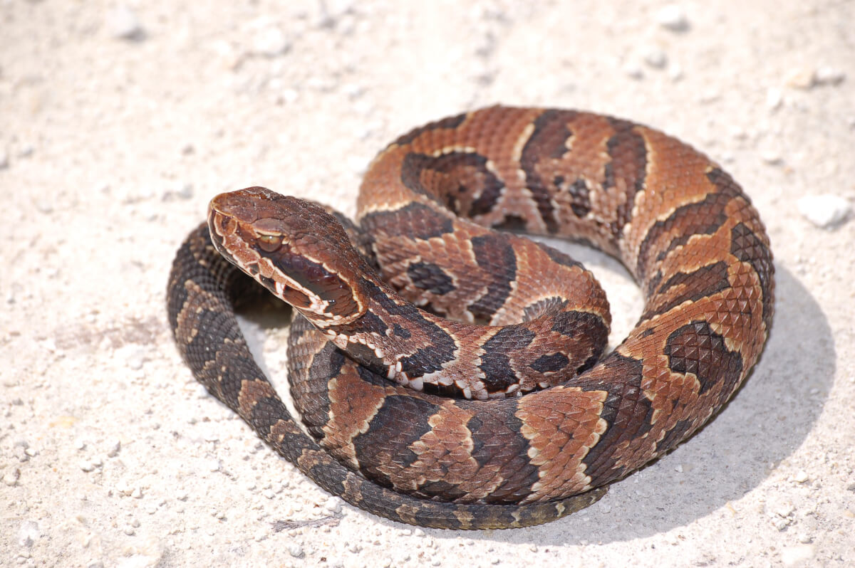 Learn How To Identify The 9 Most Venomous Snakes