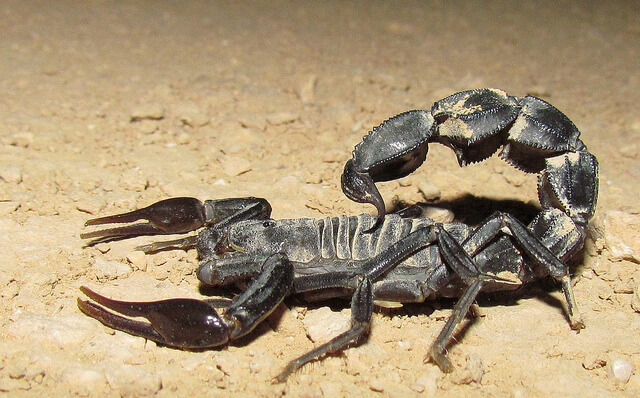Fatal Stingers: The 6 Deadliest Scorpions in the World