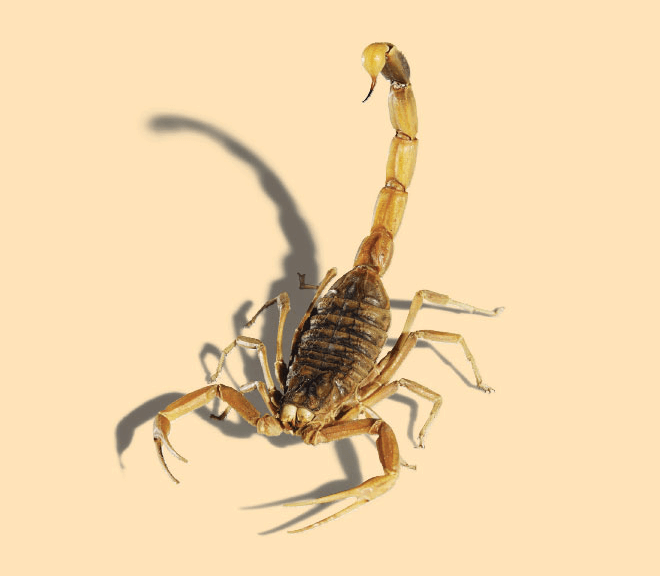 Fatal Stingers: The 6 Deadliest Scorpions in the World
