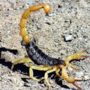 Fatal Stingers: The 6 Deadliest Scorpions in the World