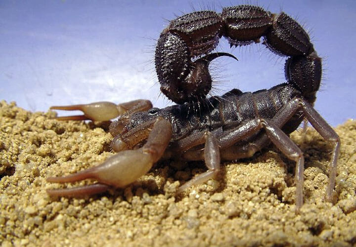 Fatal Stingers: The 6 Deadliest Scorpions in the World