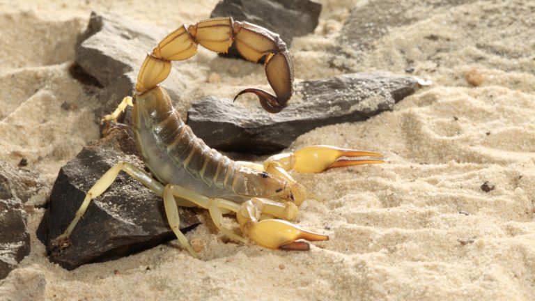 Fatal Stingers: The 6 Deadliest Scorpions in the World