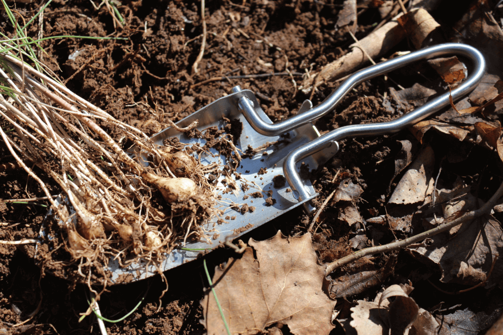 Foraging Gear: The Tools You Need To Collect, Process and Carry Natural ...