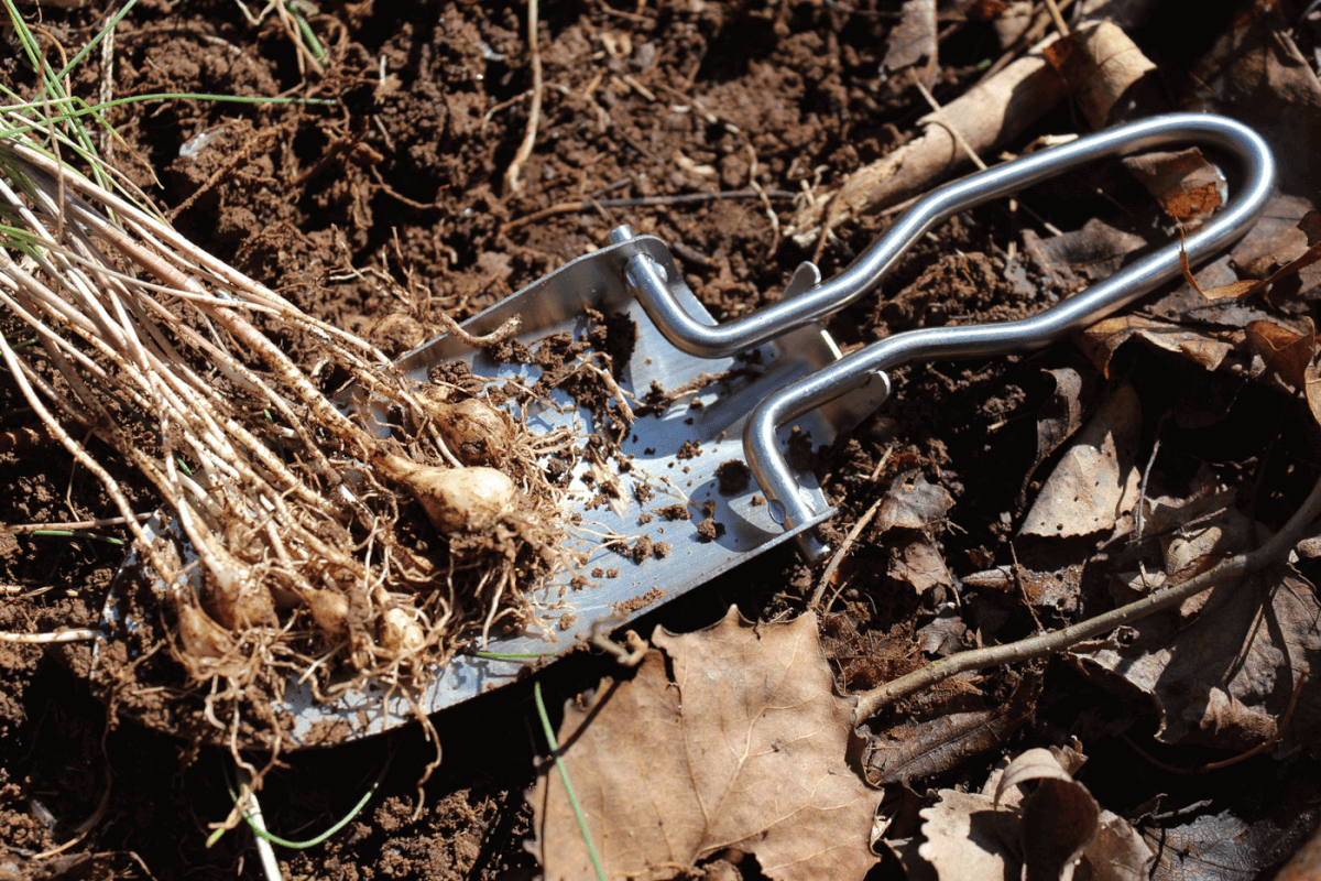 Foraging Gear: The Tools You Need To Collect, Process and Carry Natural ...