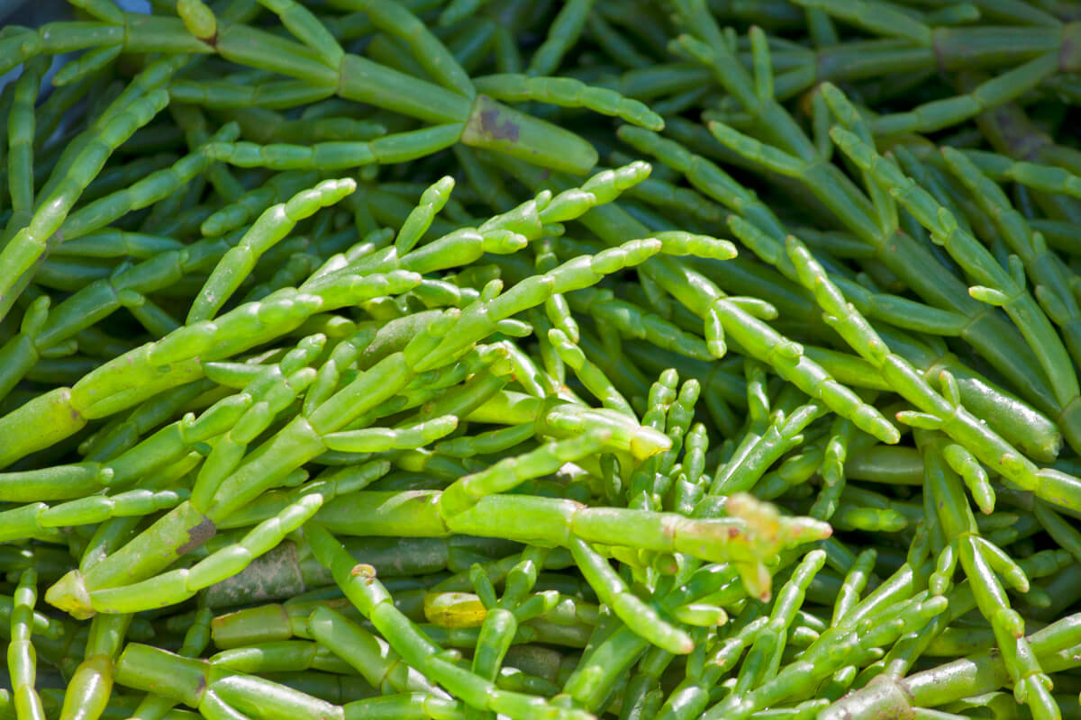 Ever Greens: 10 Vegetables You Can Preserve - American Outdoor Guide
