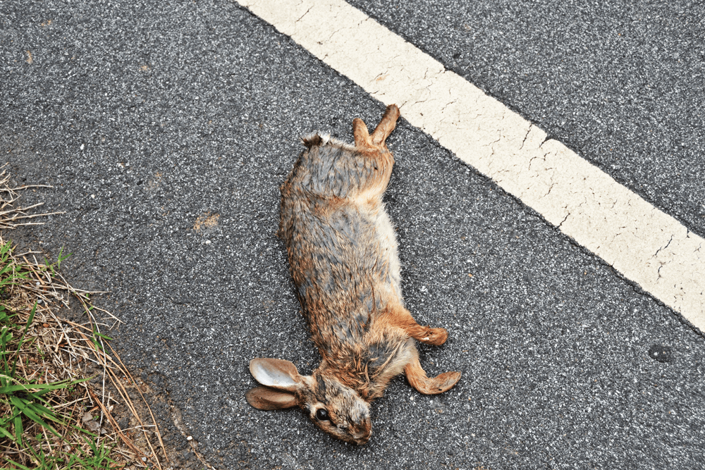 Dining at the Roadkill Café - American Outdoor Guide