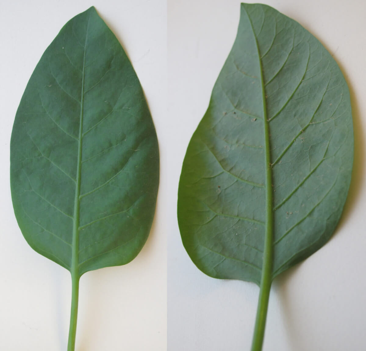 Fatal Flora: The Wild Tree Tobacco - American Outdoor Guide