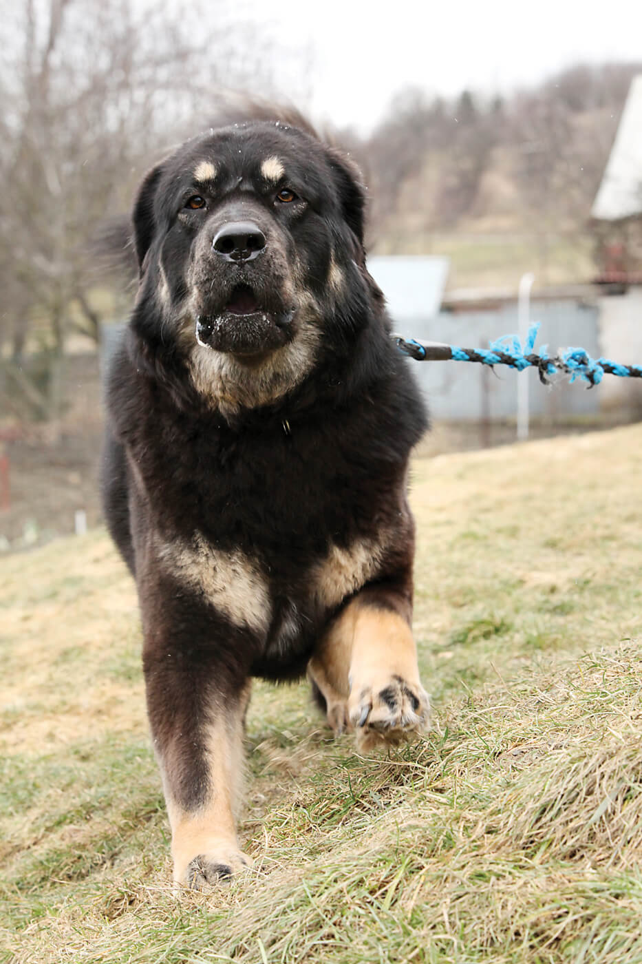 K9 Survival: Top Survival Canines and How to Choose the Best Dog for ...