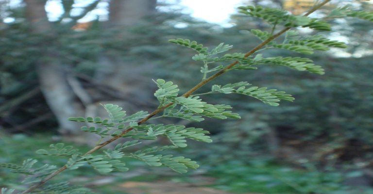 Mesquite Pods are One of the Desert's Best Wild Foods