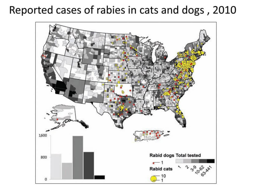 Fatal at First Bite: How Rabies Affects Millions Worldwide - American ...