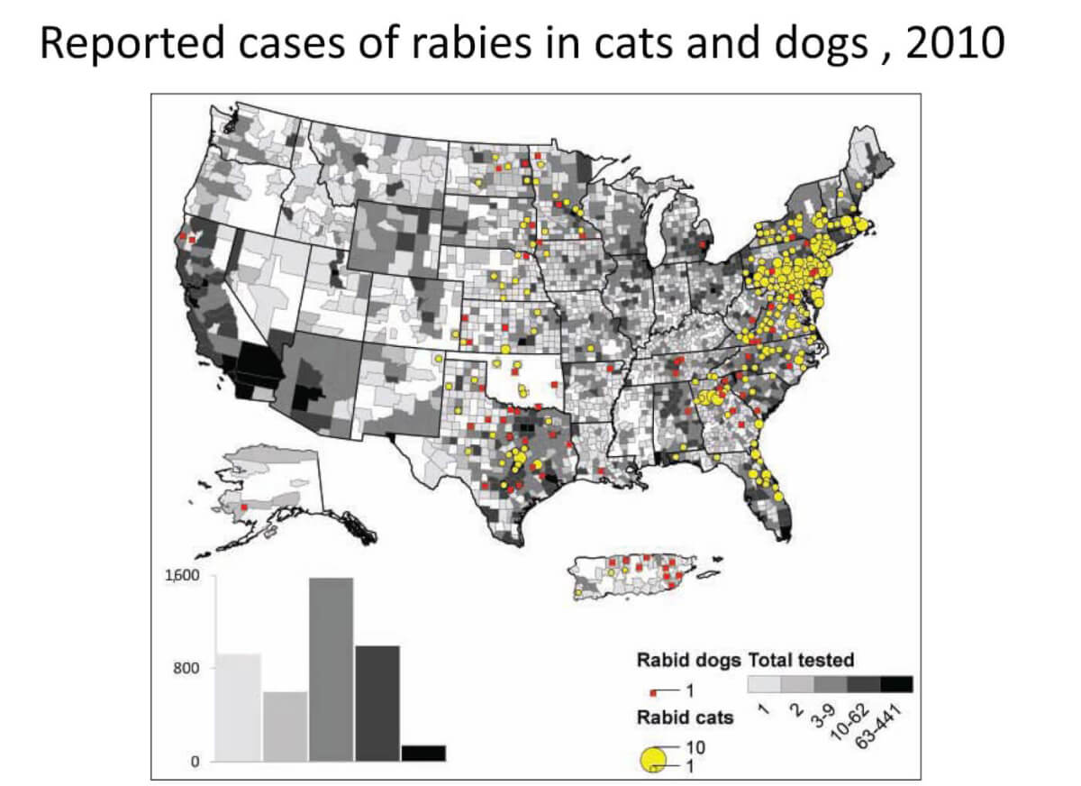 Fatal at First Bite: How Rabies Affects Millions Worldwide - American ...