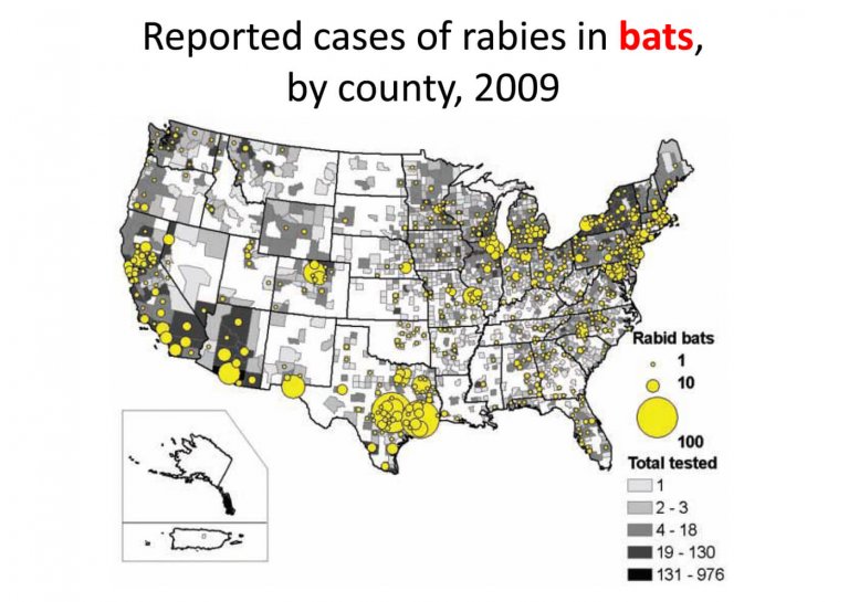 Fatal at First Bite: How Rabies Affects Millions Worldwide - American ...