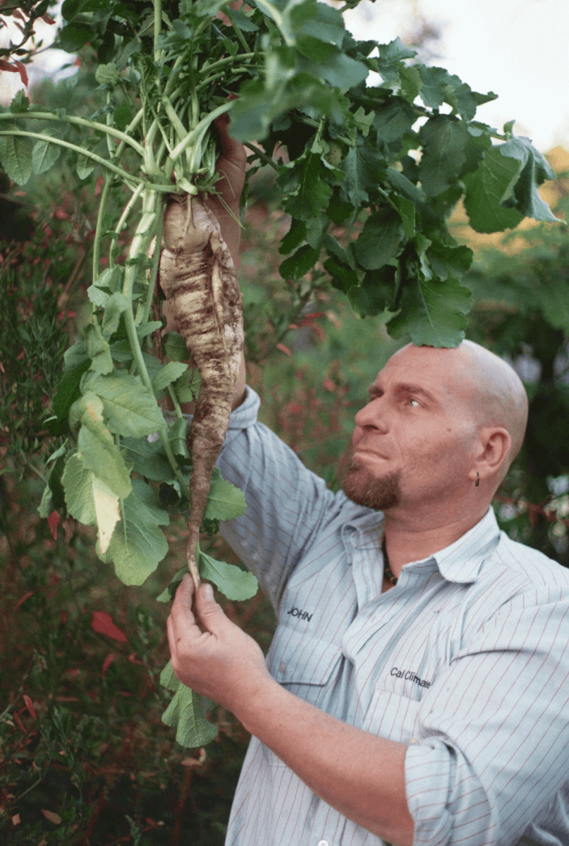 Wild Radishes: North American Bounty – American Outdoor Guide