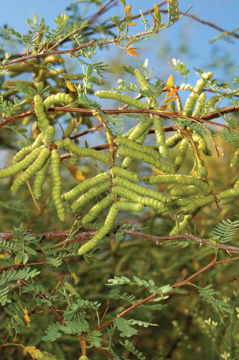 Mesquite Pods are One of the Desert's Best Wild Foods