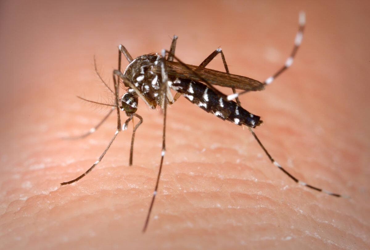 Arthropod Assault: 4 Bugs to Prepare for this Spring - American Outdoor ...
