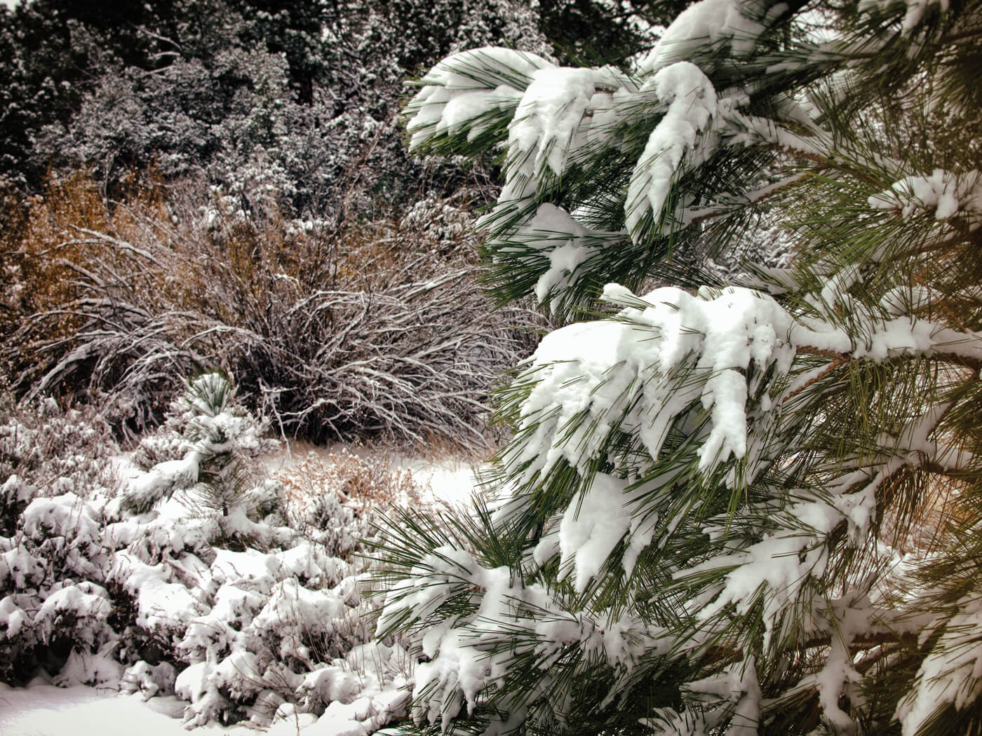 Winter Survival: Tips for Surviving the Extreme Cold