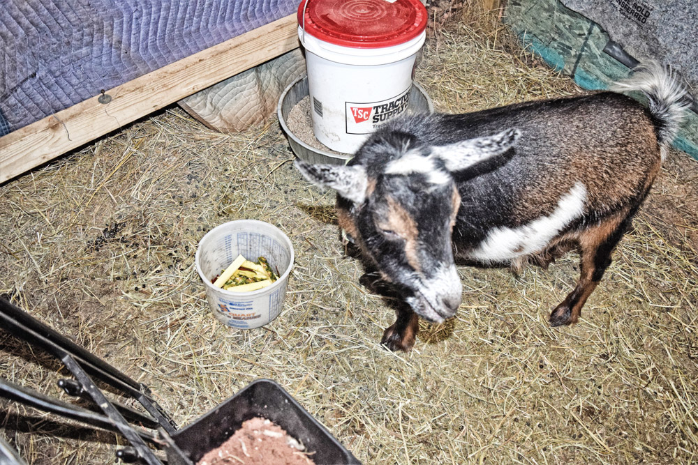 GOATS CAN BE HEROES TOO - American Outdoor Guide