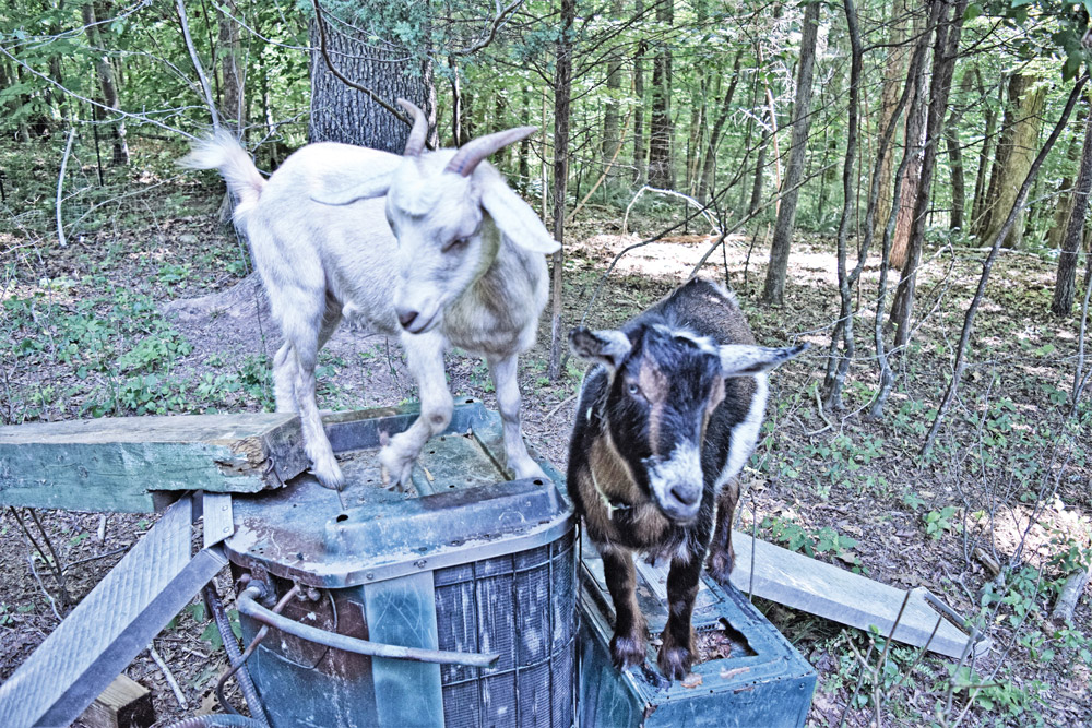 GOATS CAN BE HEROES TOO - American Outdoor Guide