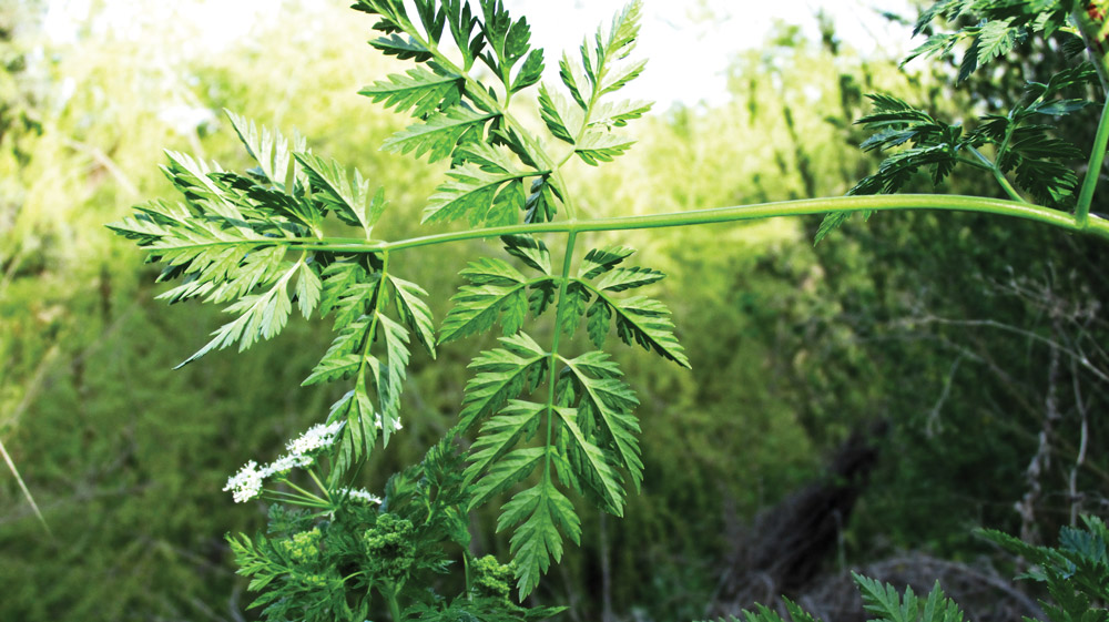 POISONOUS PLANTS - American Outdoor Guide