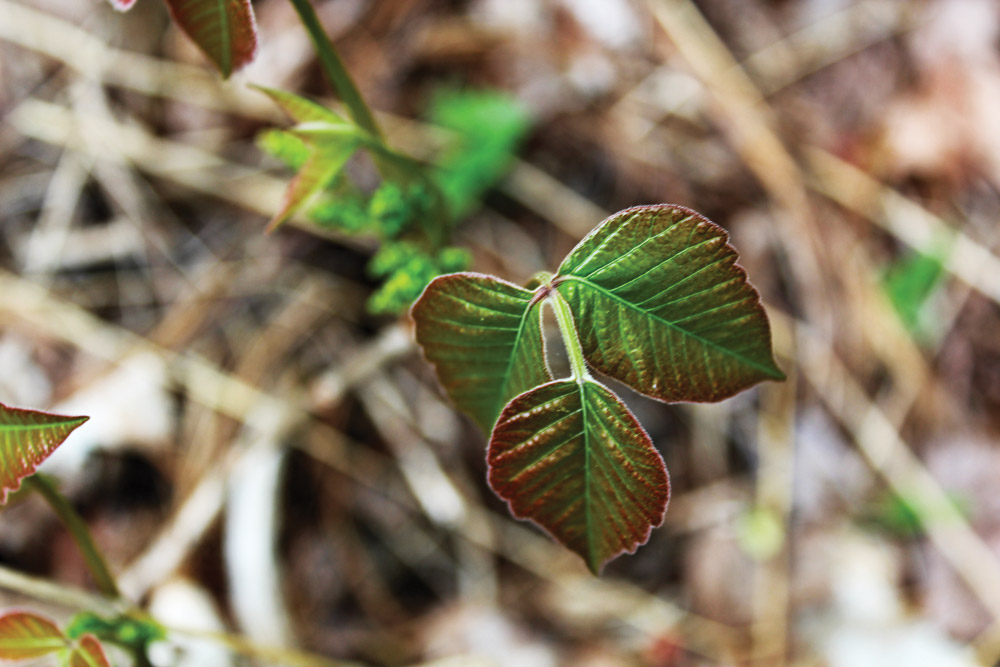 POISONOUS PLANTS - American Outdoor Guide