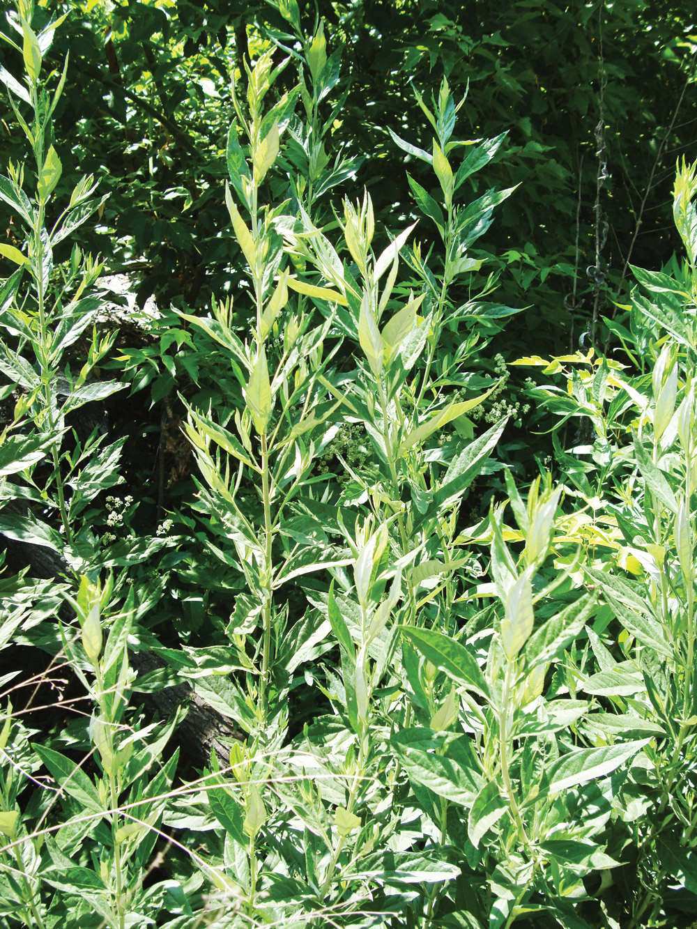 TREATING PAIN WITH PLANTS - American Outdoor Guide