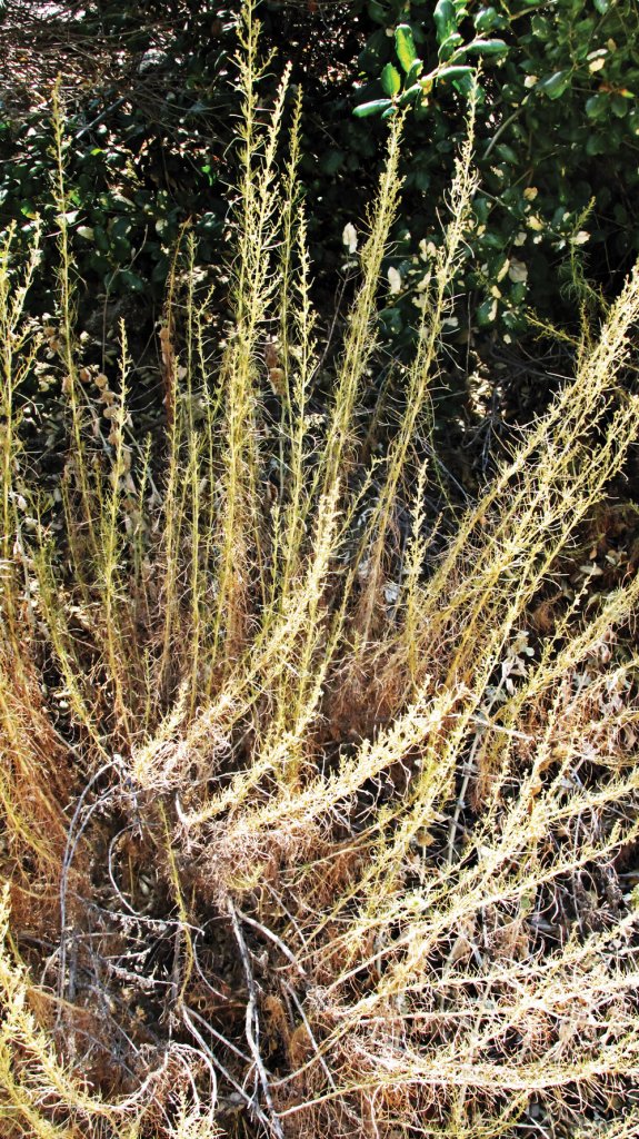 TREATING PAIN WITH PLANTS - American Outdoor Guide