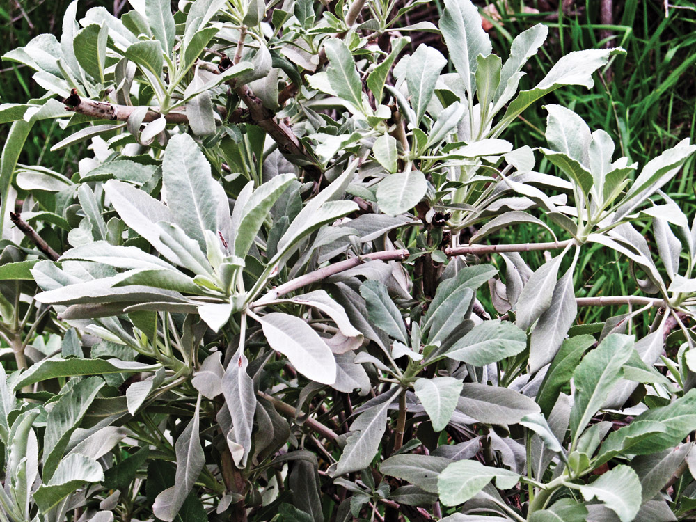 TREATING PAIN WITH PLANTS - American Outdoor Guide