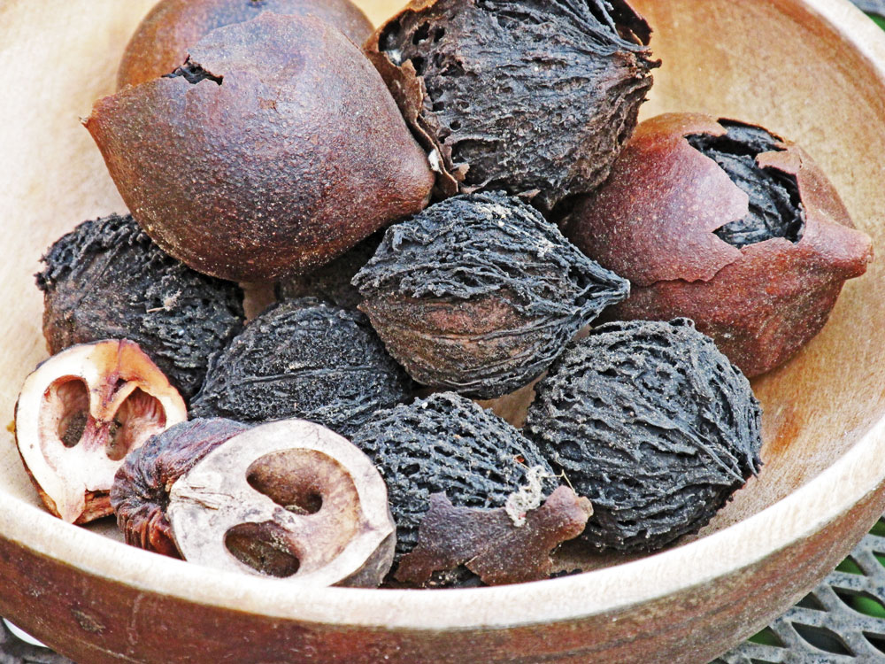 FRUITFUL FORAGING - American Outdoor Guide