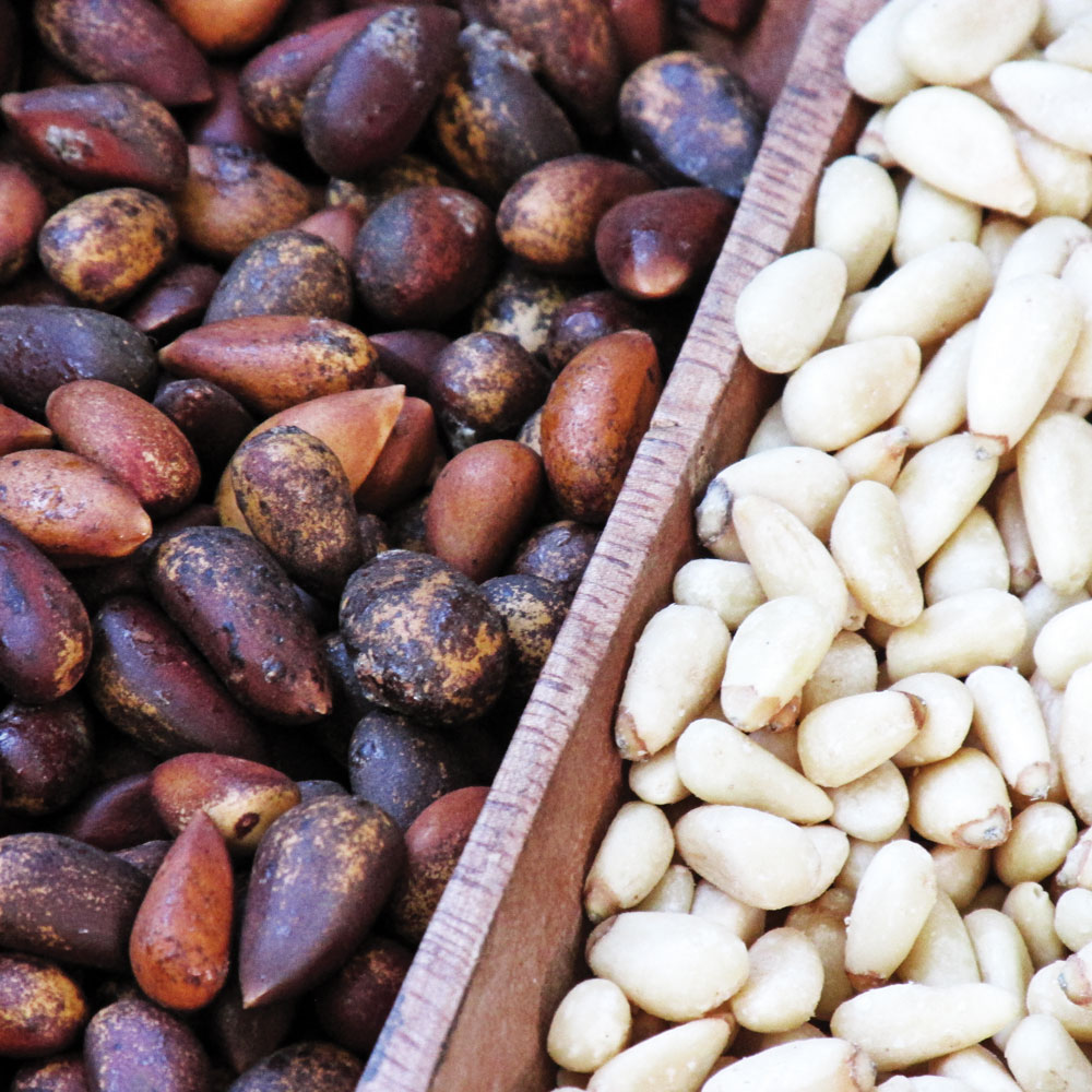 FRUITFUL FORAGING - American Outdoor Guide