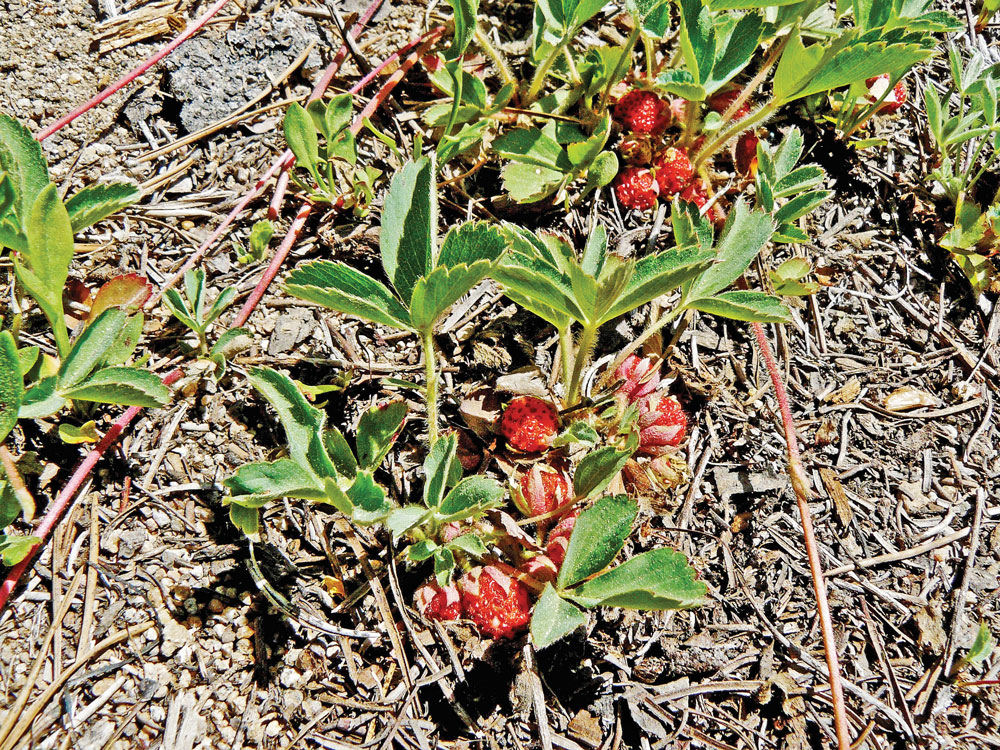 FRUITFUL FORAGING - American Outdoor Guide