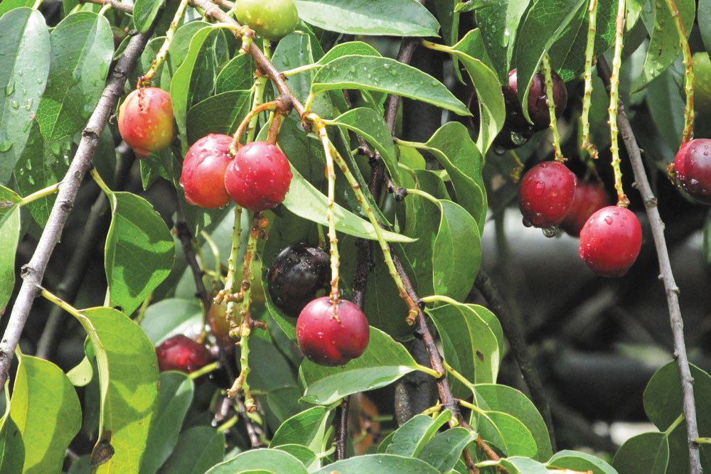 FRUITFUL FORAGING - American Outdoor Guide