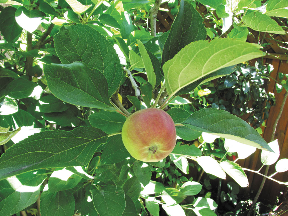 FRUITFUL FORAGING - American Outdoor Guide