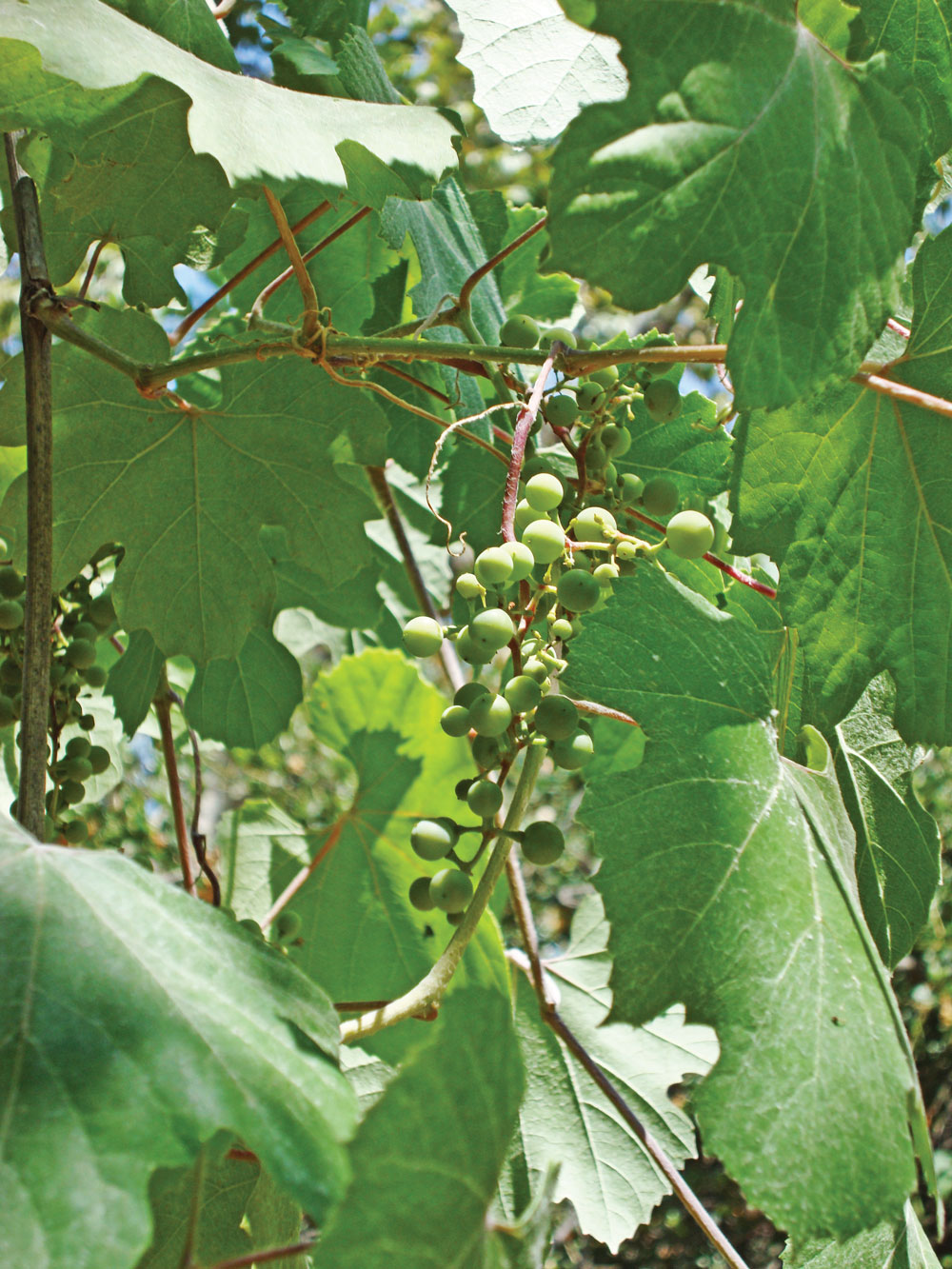 FRUITFUL FORAGING - American Outdoor Guide