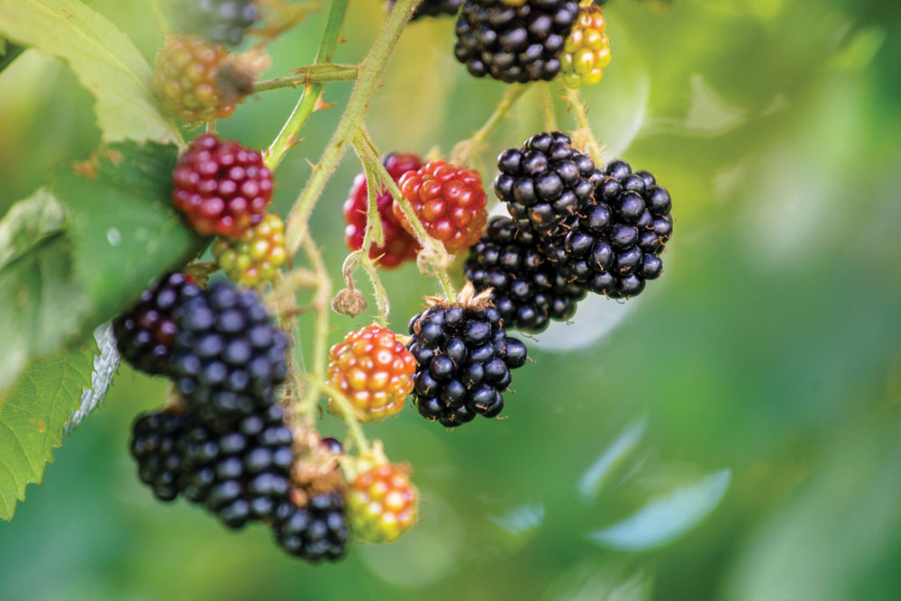 FRUITFUL FORAGING - American Outdoor Guide