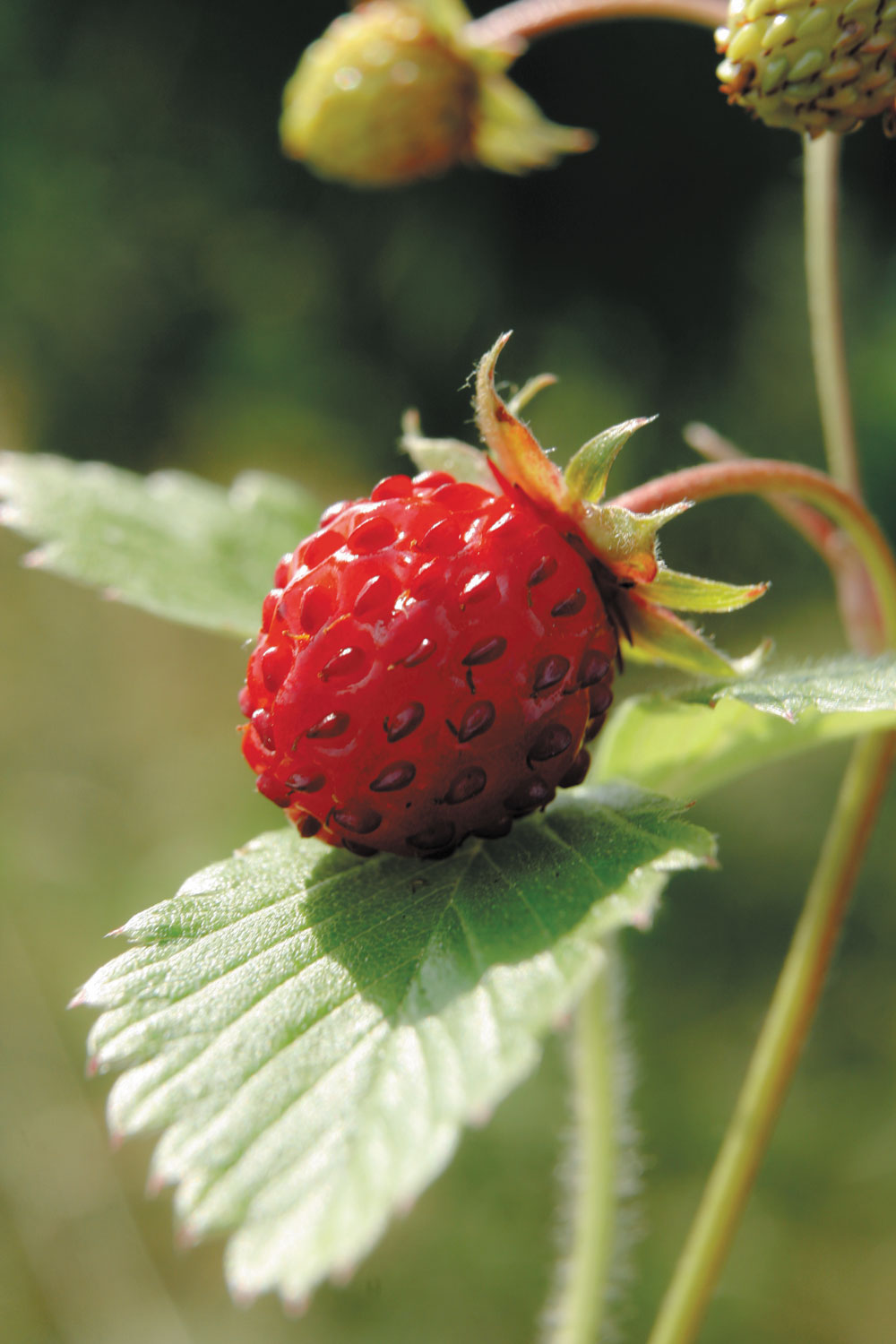 FRUITFUL FORAGING - American Outdoor Guide