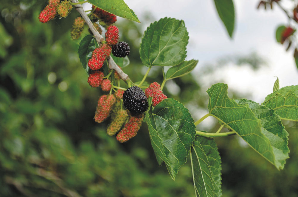 FRUITFUL FORAGING - American Outdoor Guide